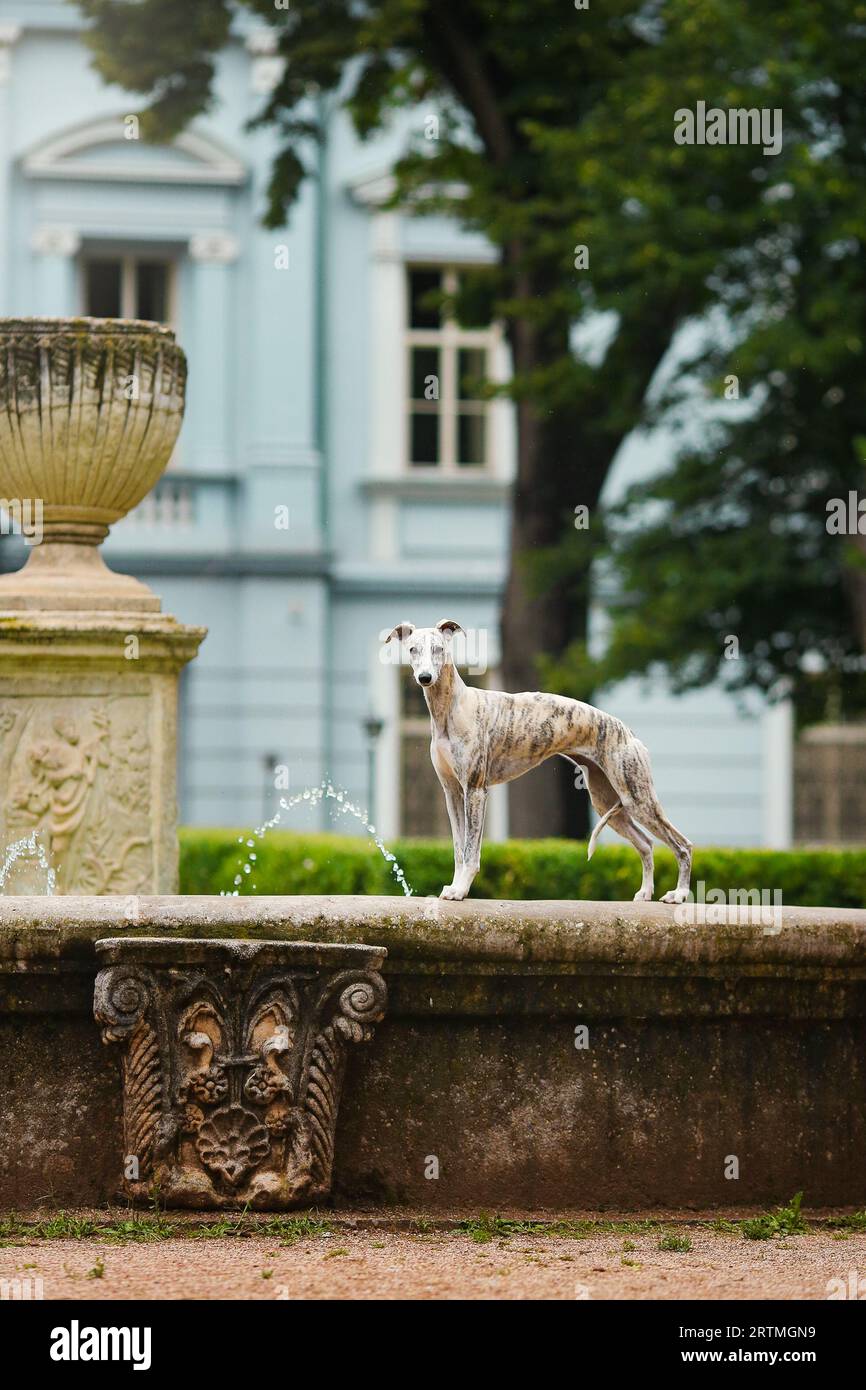 Whippet posed in front of castle and old fountain Stock Photo - Alamy