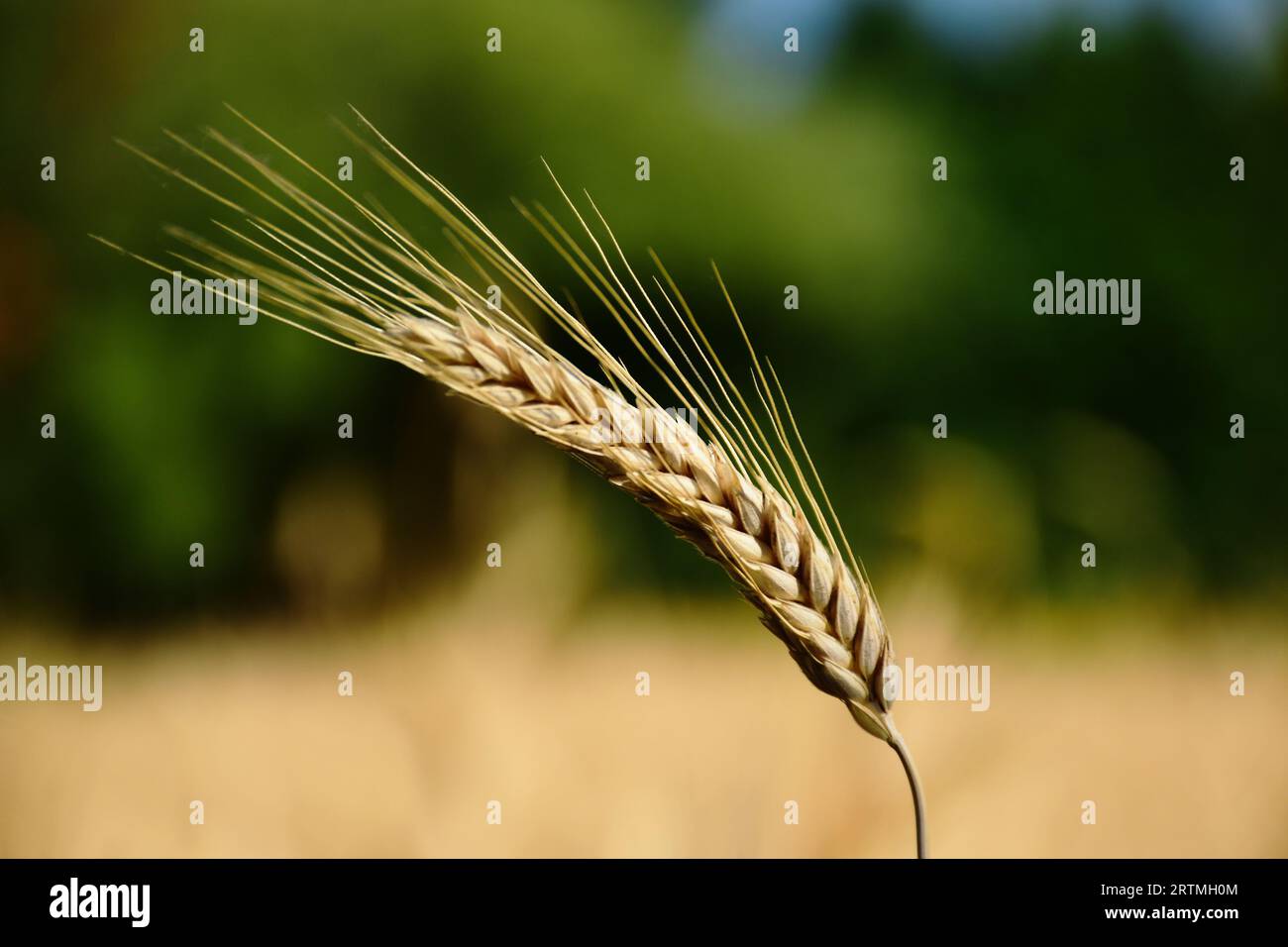 close up view of golden color barley ear and field. concept of farming ...