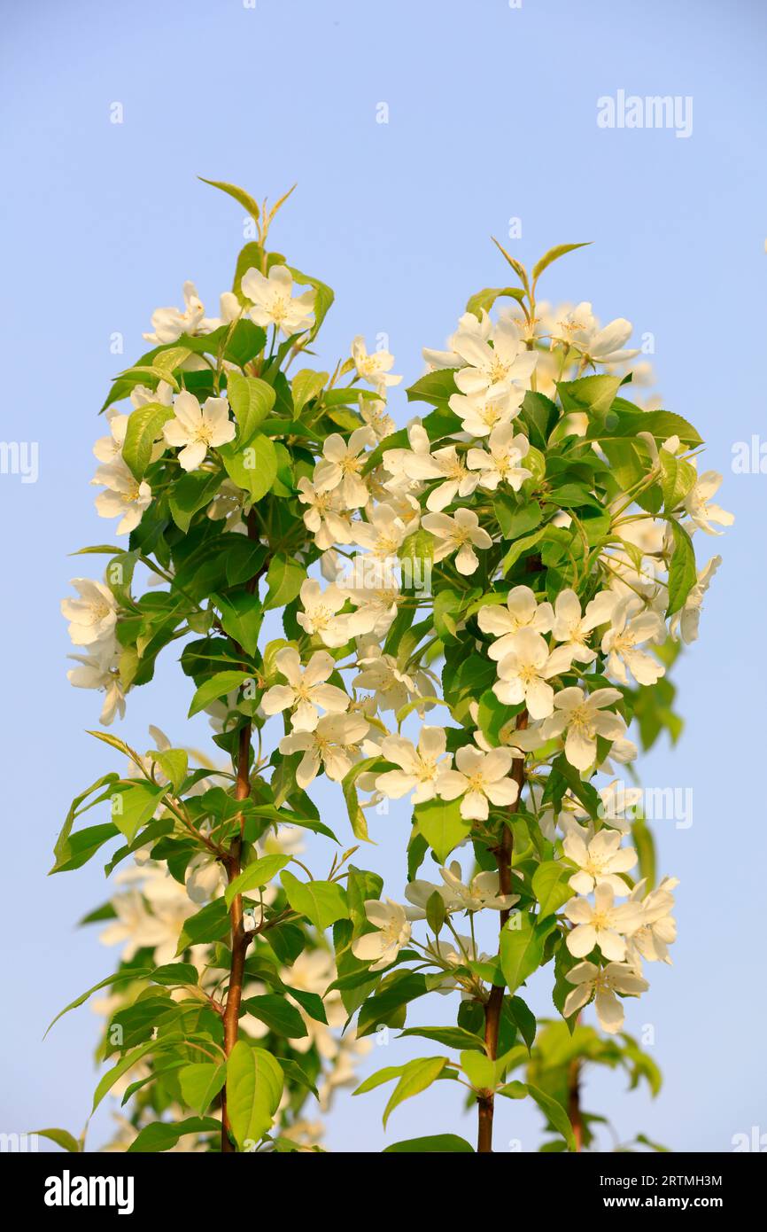 Begonia blooms in a garden, North China Stock Photo - Alamy