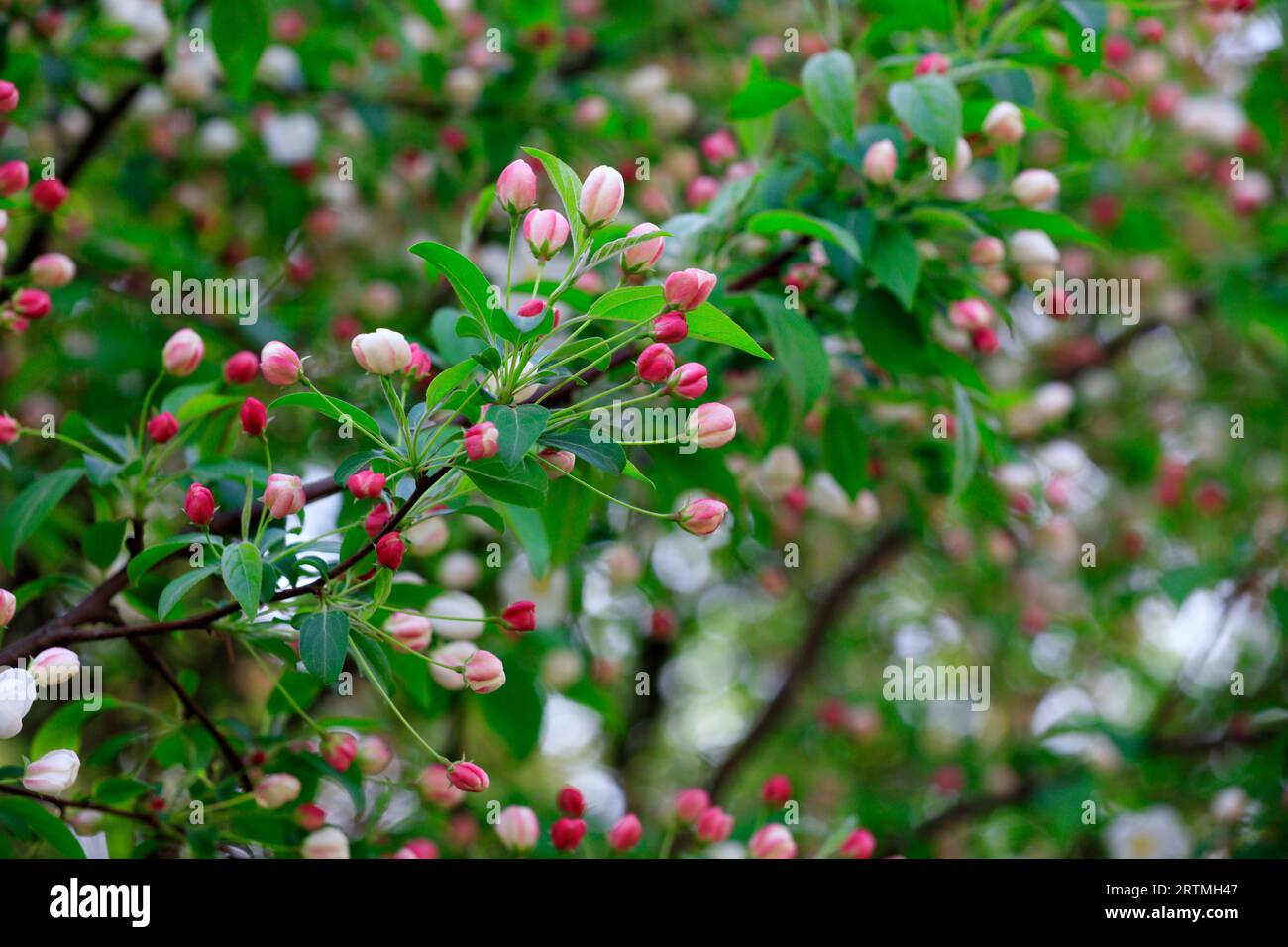 Begonia blooms in a garden, North China Stock Photo - Alamy