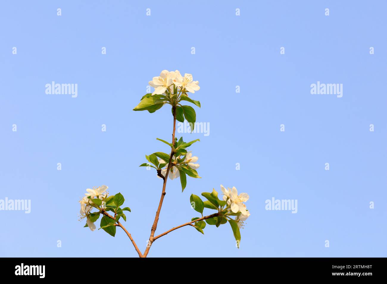 Begonia blooms in a garden, North China Stock Photo - Alamy