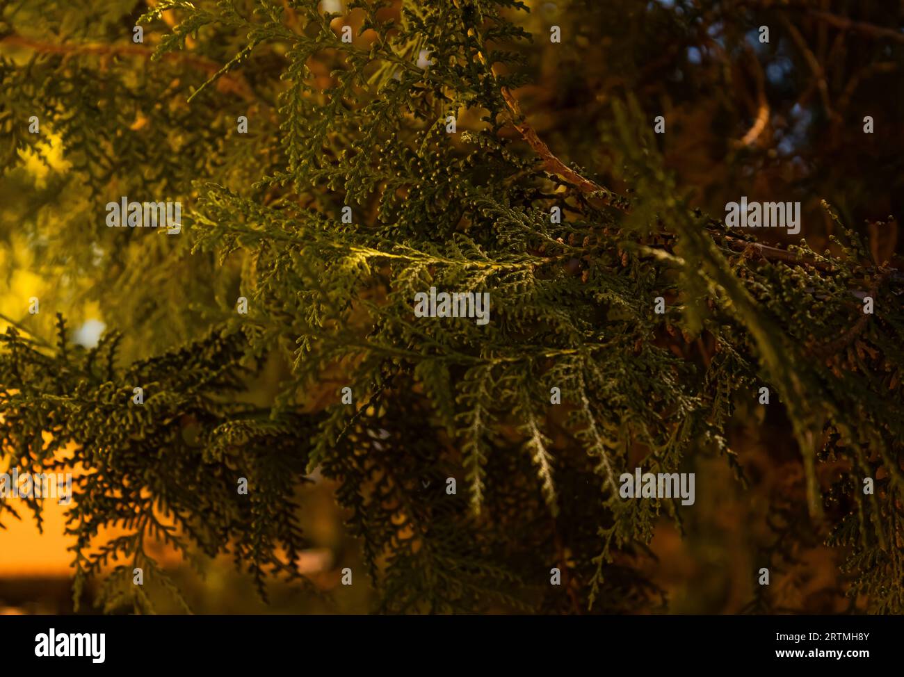 Branches blue spruce nature hi-res stock photography and images - Alamy