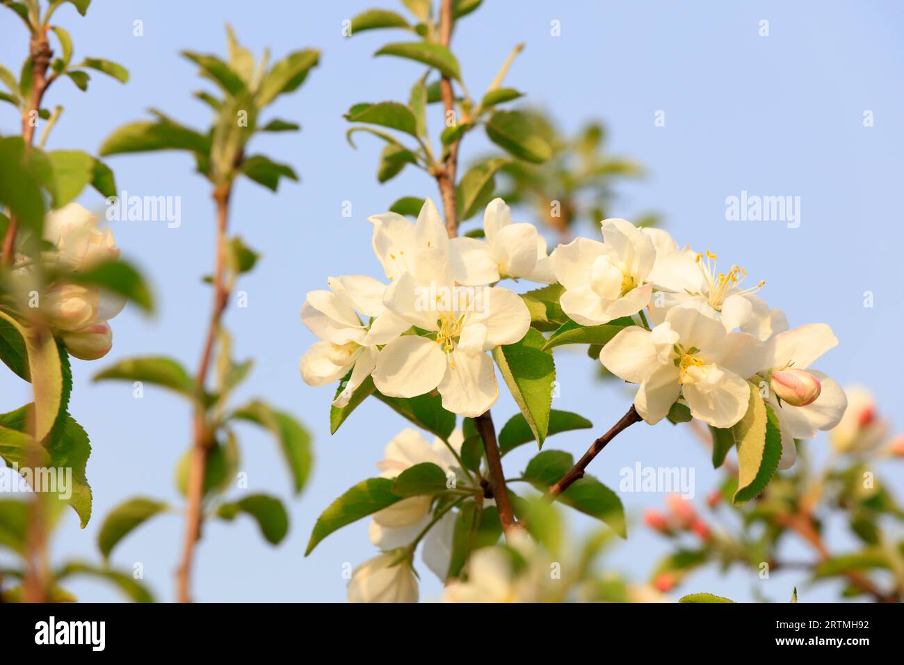 Begonia blooms in a garden, North China Stock Photo - Alamy