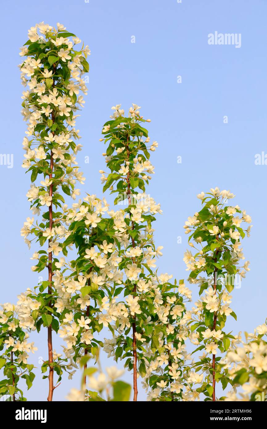 Begonia blooms in a garden, North China Stock Photo - Alamy