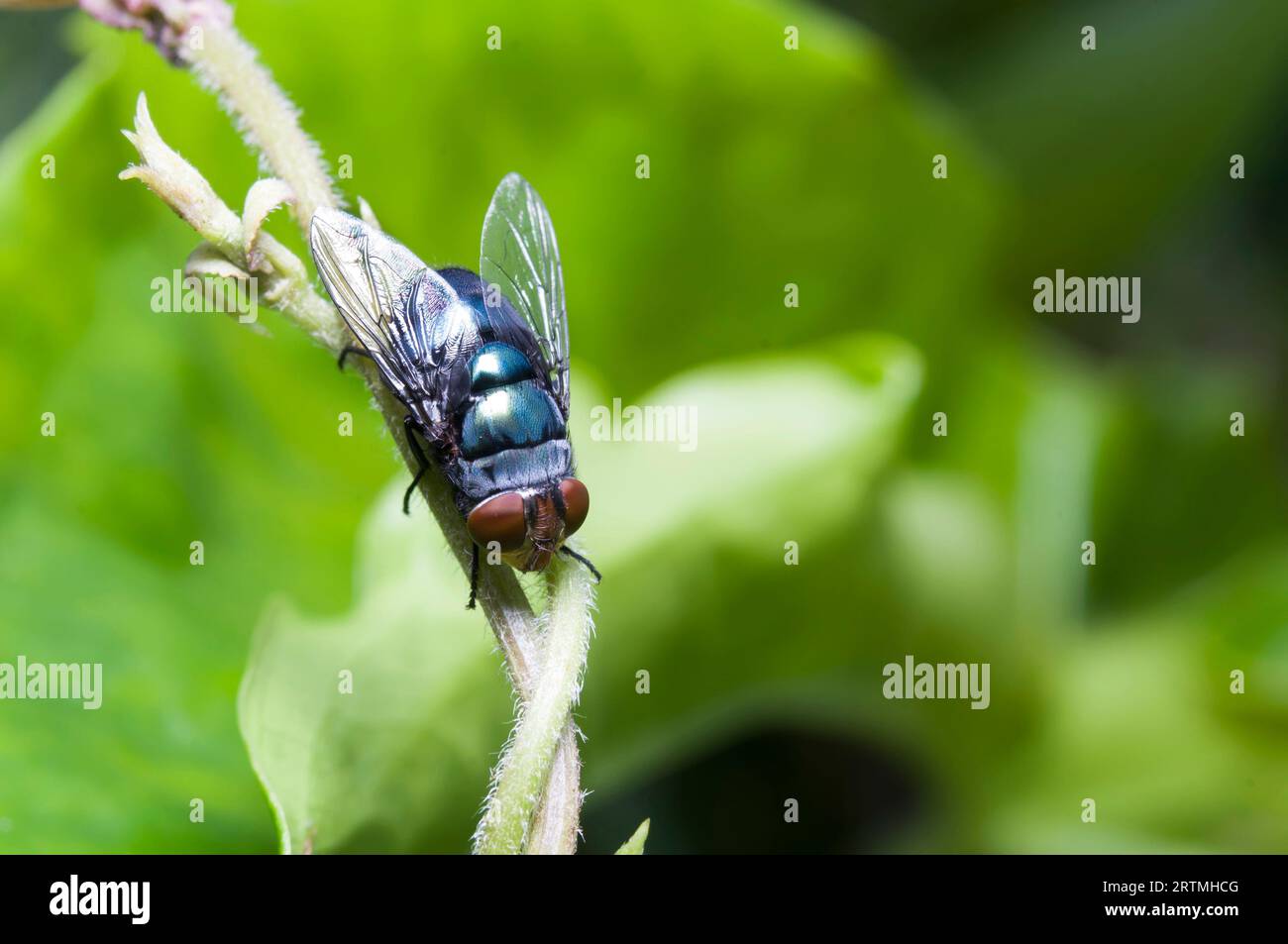 Lucilia sericataor green bottle fly is one type of insect that ...