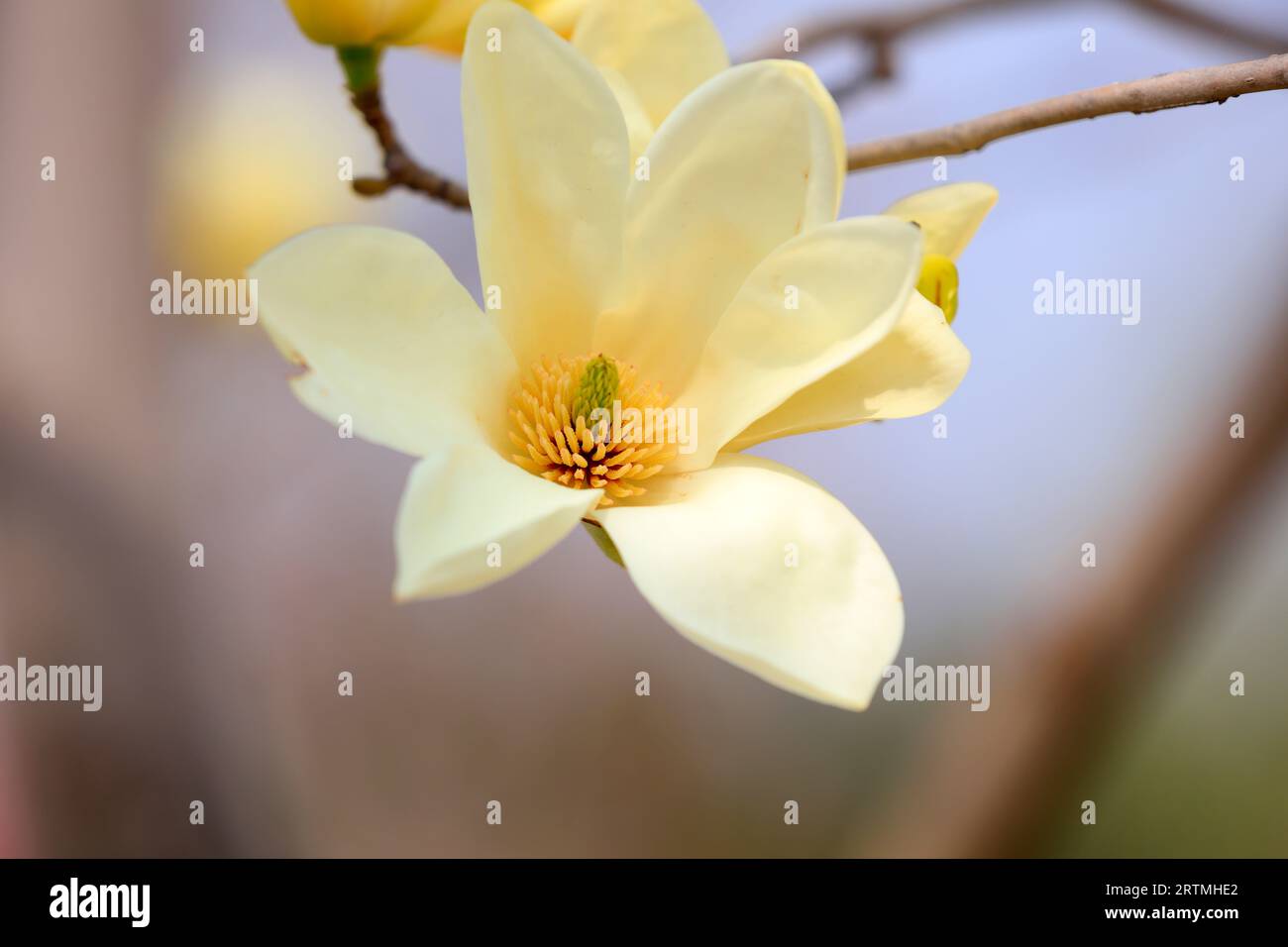 Magnolia in full bloom in the garden, North China Stock Photo - Alamy