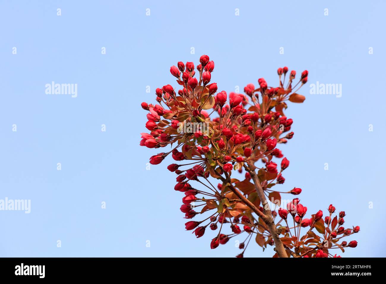 Begonia blooms in a garden, North China Stock Photo - Alamy