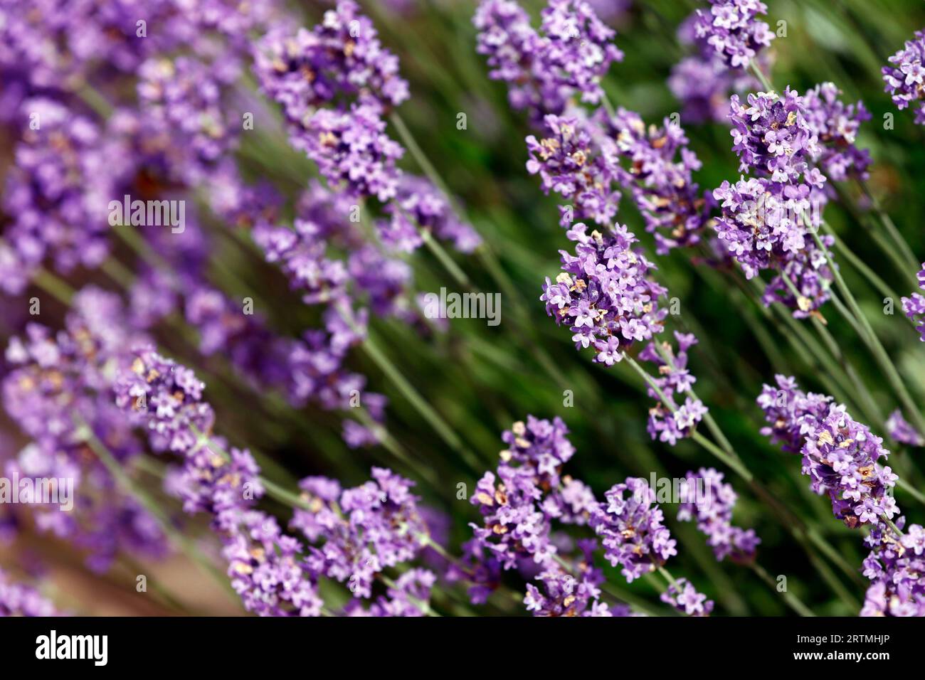 Purple field flowers hi-res stock photography and images - Alamy