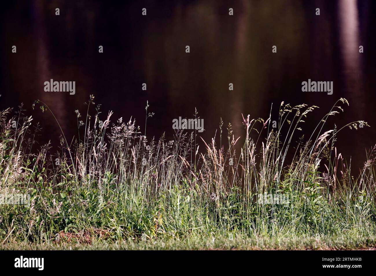 Field of wild grasses hi-res stock photography and images - Alamy