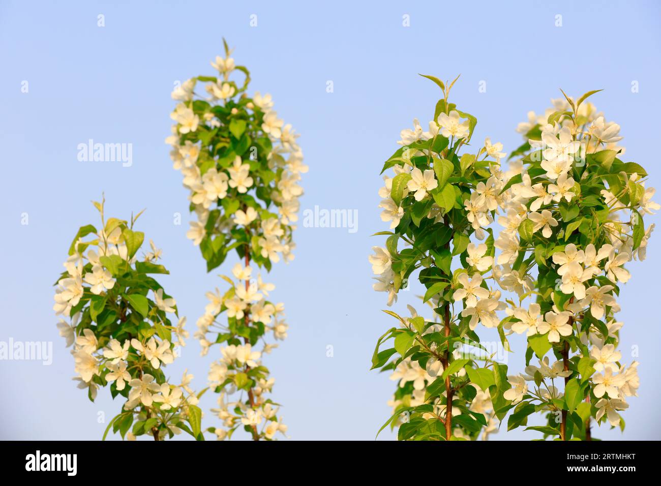 Begonia blooms in a garden, North China Stock Photo - Alamy