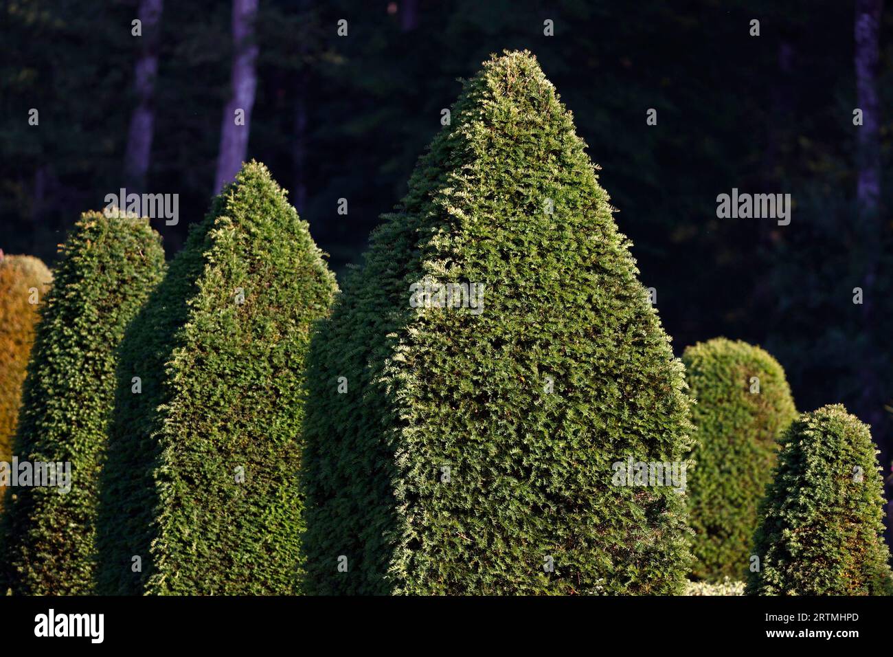 Landscaping of a garden with green lawn, decorative evergreen plants ...