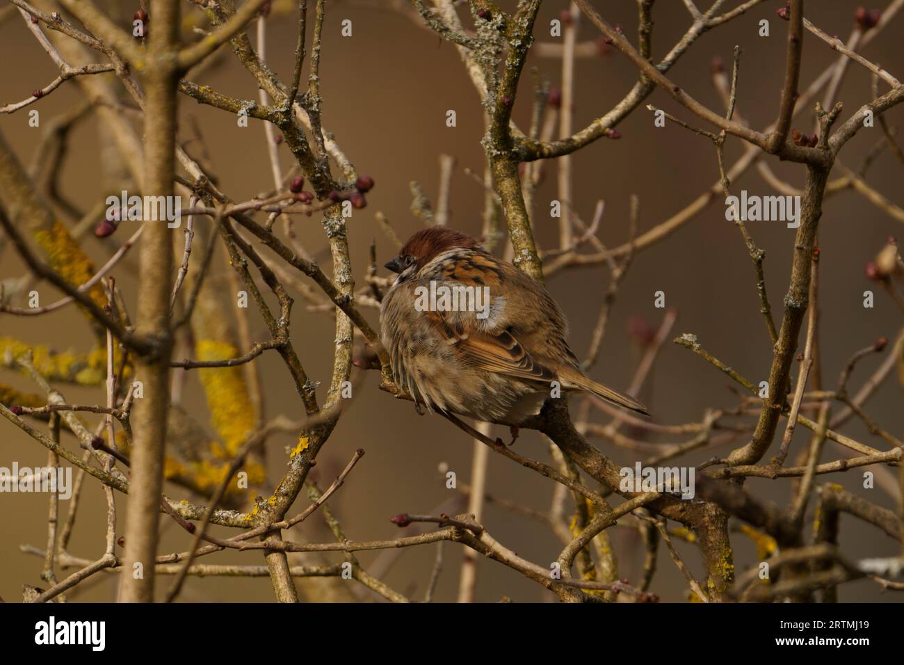 Passer montanus Family Passeridae Genus Passer Eurasian tree sparrow ...