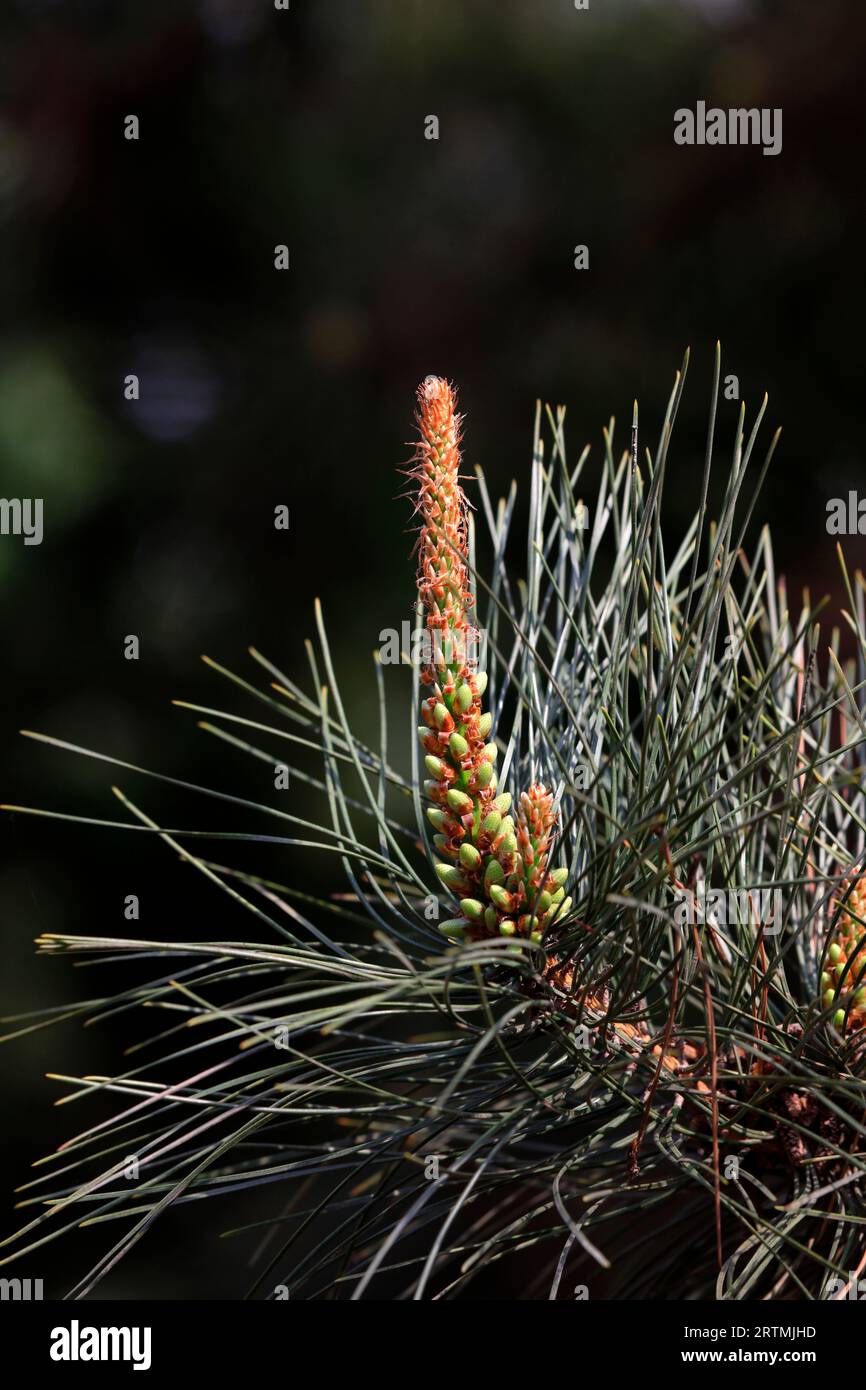 Pine flowers in a botanical garden, North China Stock Photo - Alamy