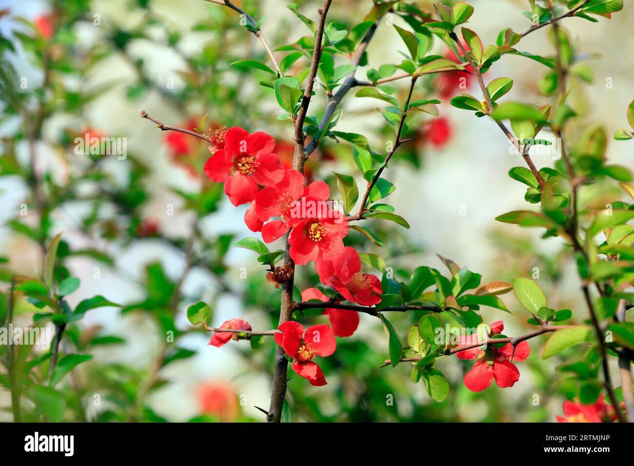 Flowering Begonia flowers bloom in a botanical garden, North China ...