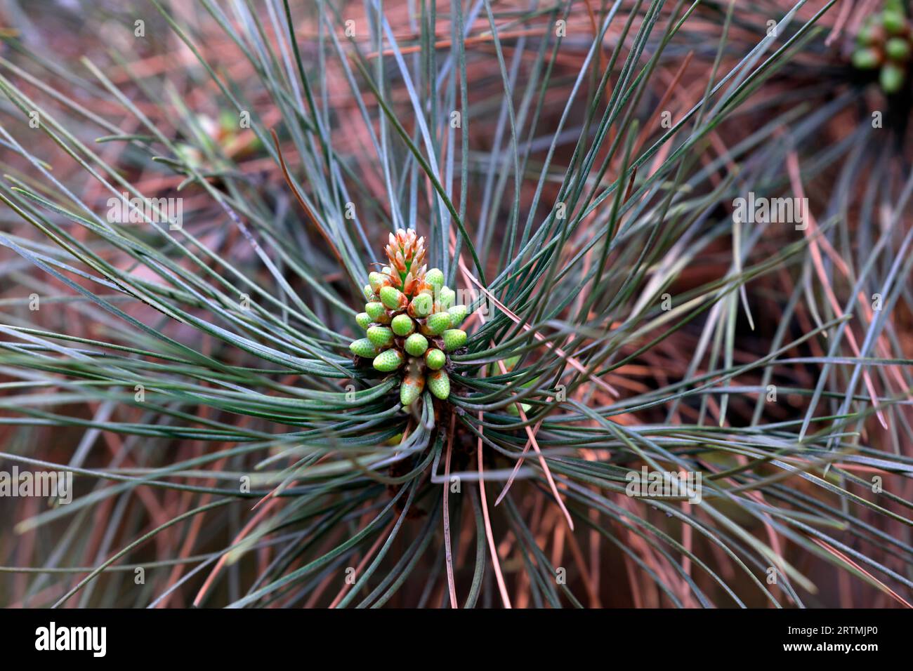 Pine flowers in a botanical garden, North China Stock Photo - Alamy