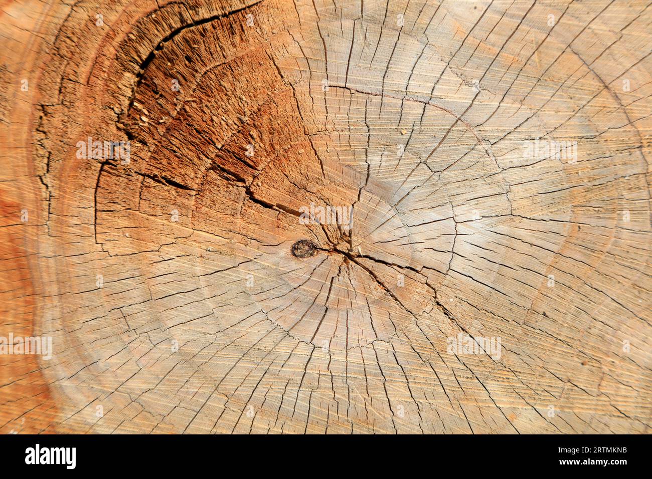 Tree ring close-up Stock Photo - Alamy