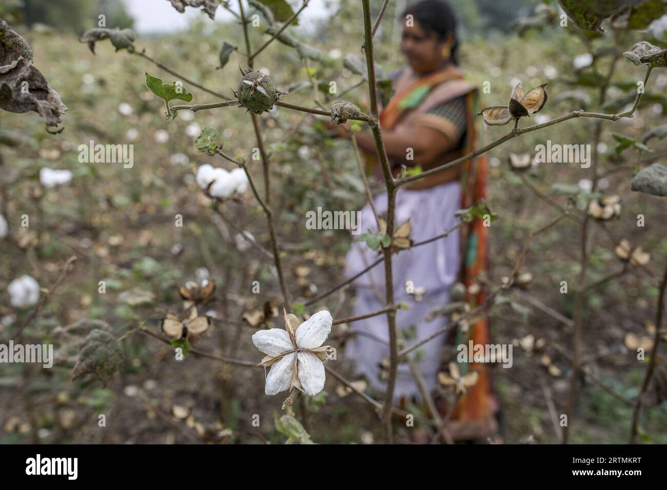 India cotton harvest sari hi-res stock photography and images - Alamy