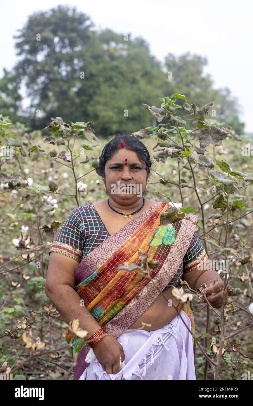 India cotton harvest sari hi-res stock photography and images - Alamy
