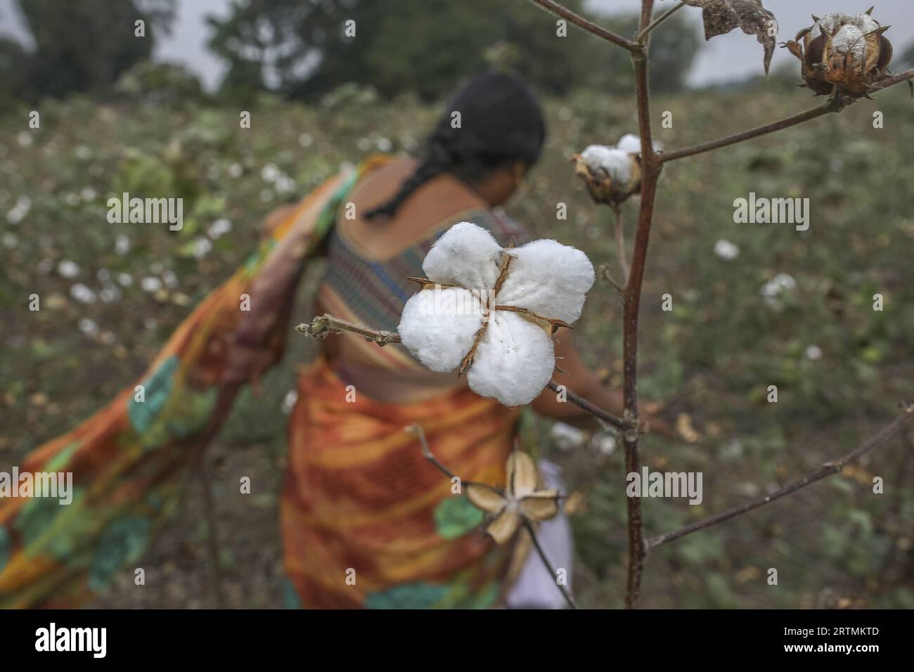 Woman picking cotton in Babra, Maharashtra, India Stock Photo - Alamy