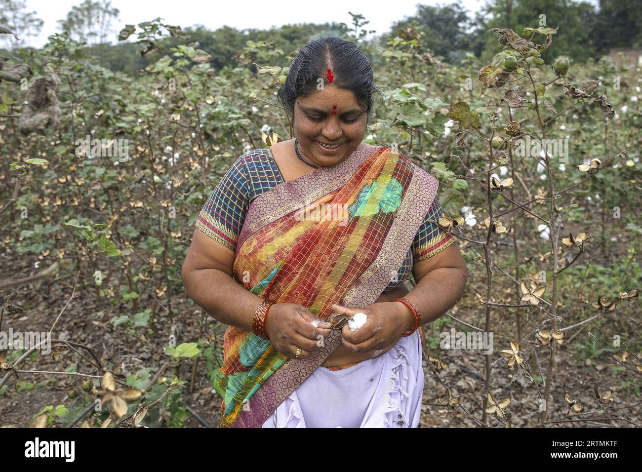 Woman picking cotton in Babra, Maharashtra, India Stock Photo - Alamy