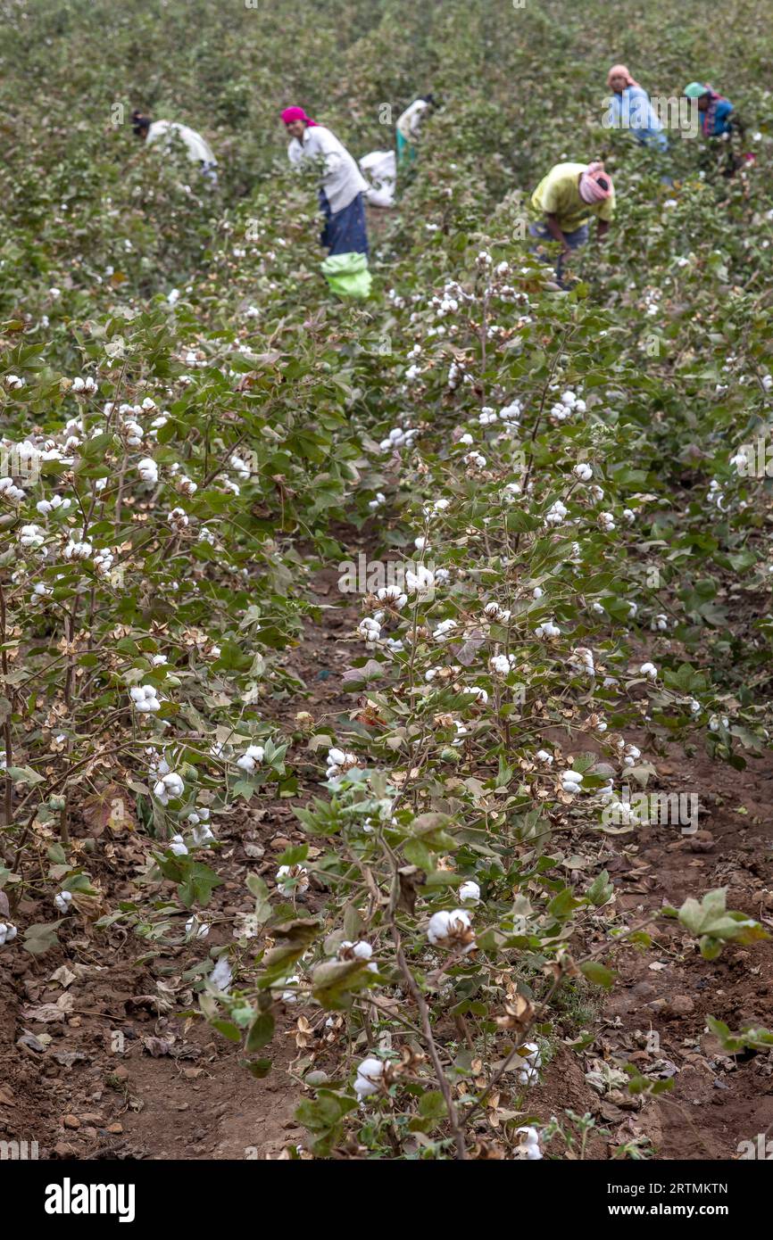 Production de coton hi-res stock photography and images - Alamy