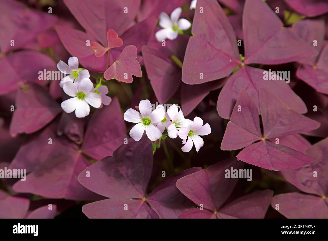 Purple shamrock hi-res stock photography and images - Alamy