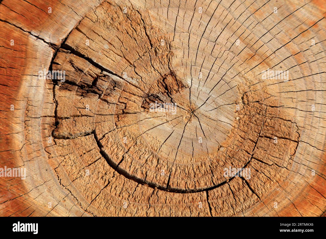 Tree ring close-up Stock Photo - Alamy