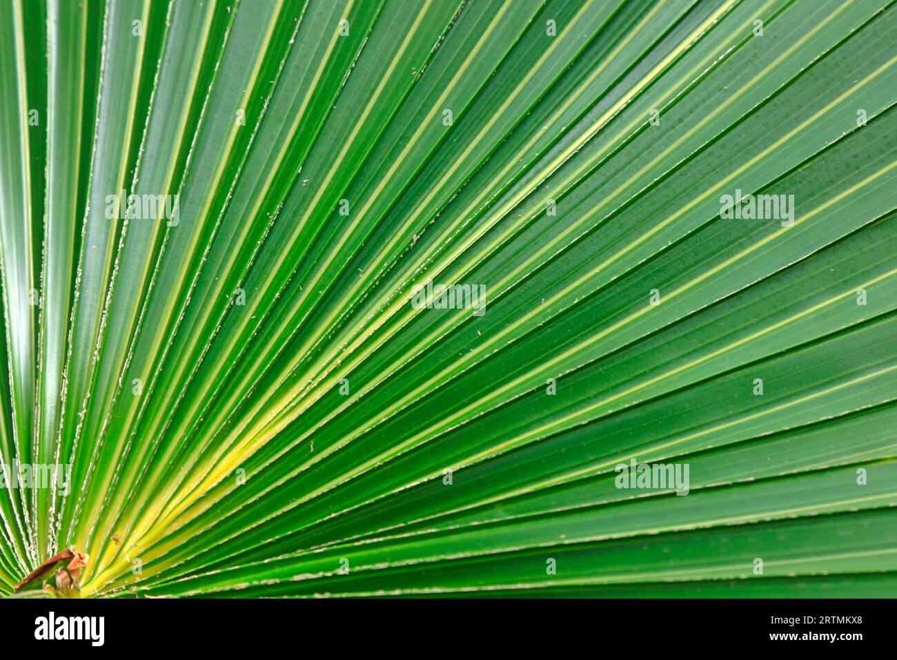 Chinese fan palm leaf texture Stock Photo - Alamy