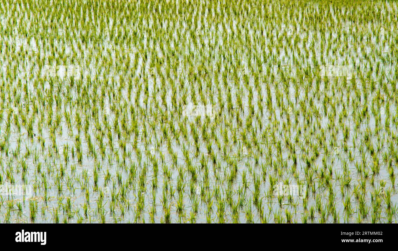 Muddy rice field hi-res stock photography and images - Alamy