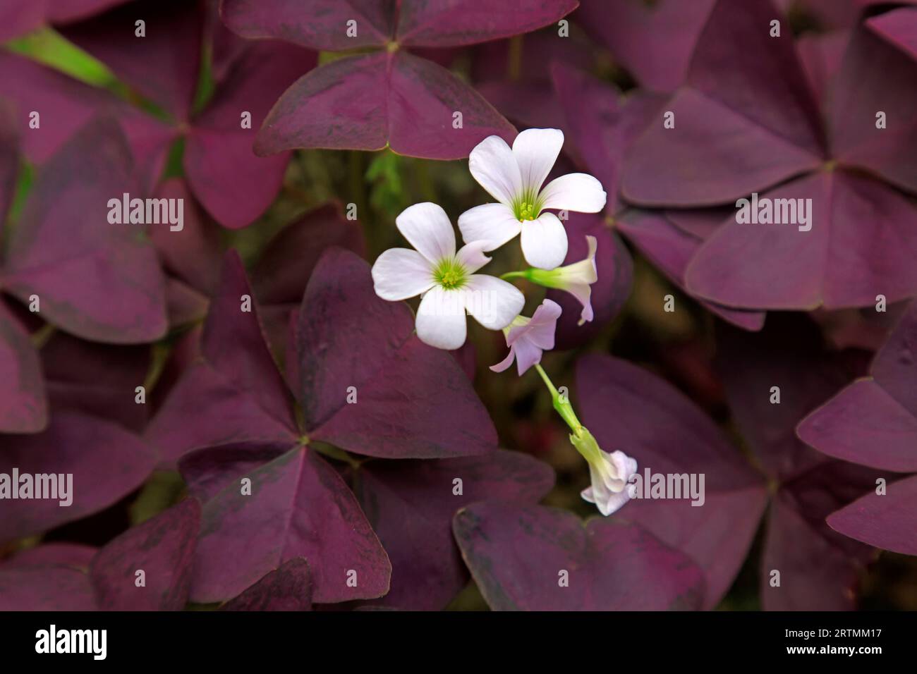 Purple Shamrock in the natural state Stock Photo - Alamy