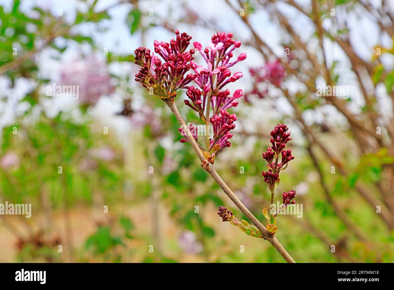 Lilac flowers in the natural state Stock Photo - Alamy