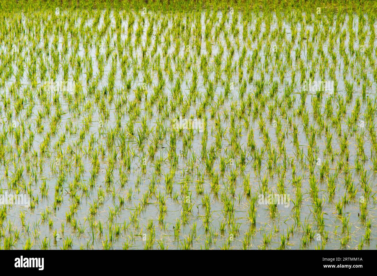 Rice field plantation in Myanmar Stock Photo - Alamy