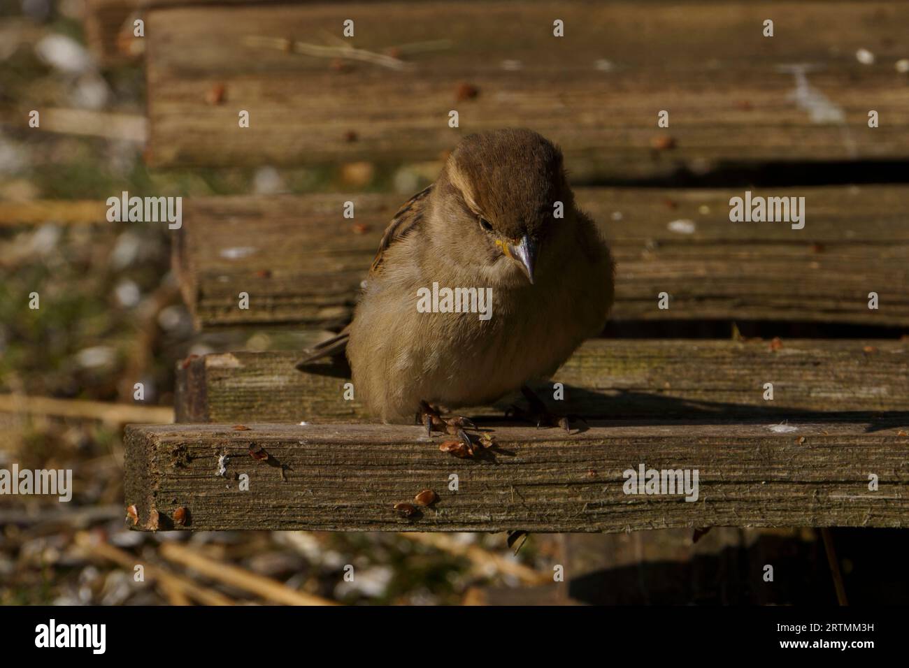 Gorgeous Passer domesticus Family Passeridae Genus Passer House sparrow ...