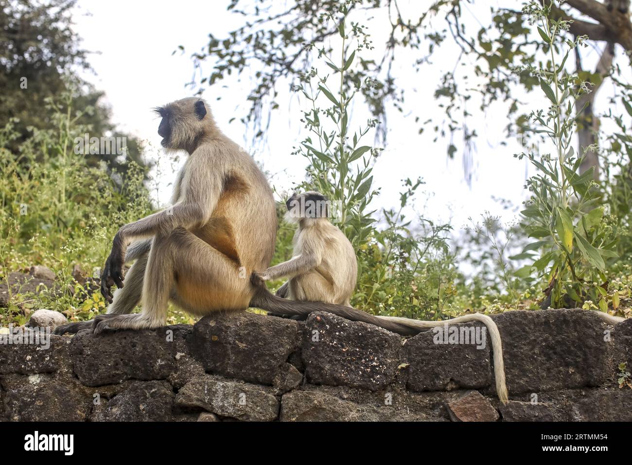 Female monkey with baby in Daulatabad, Maharashtra, India Stock Photo ...