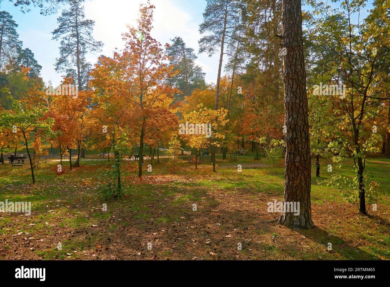 Autumn walking paths in the sunny public october forest park, trees ...