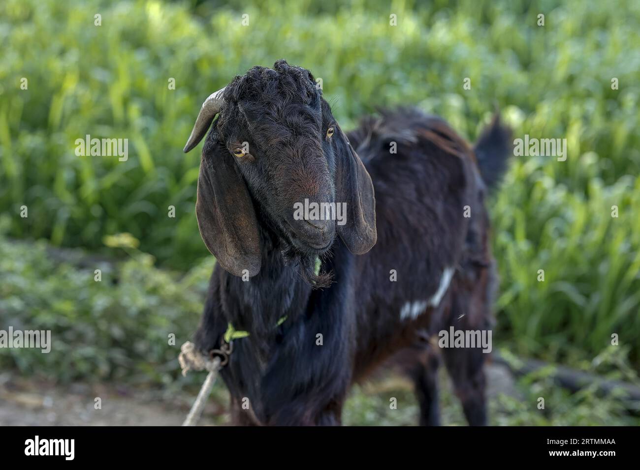 Goat in a Gujarat village, India Stock Photo - Alamy