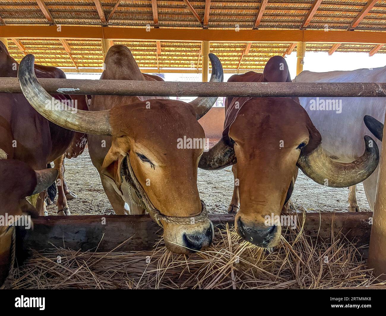 Cows in goshala stable at Goverdan ecovillage, Maharashtra, India Stock ...