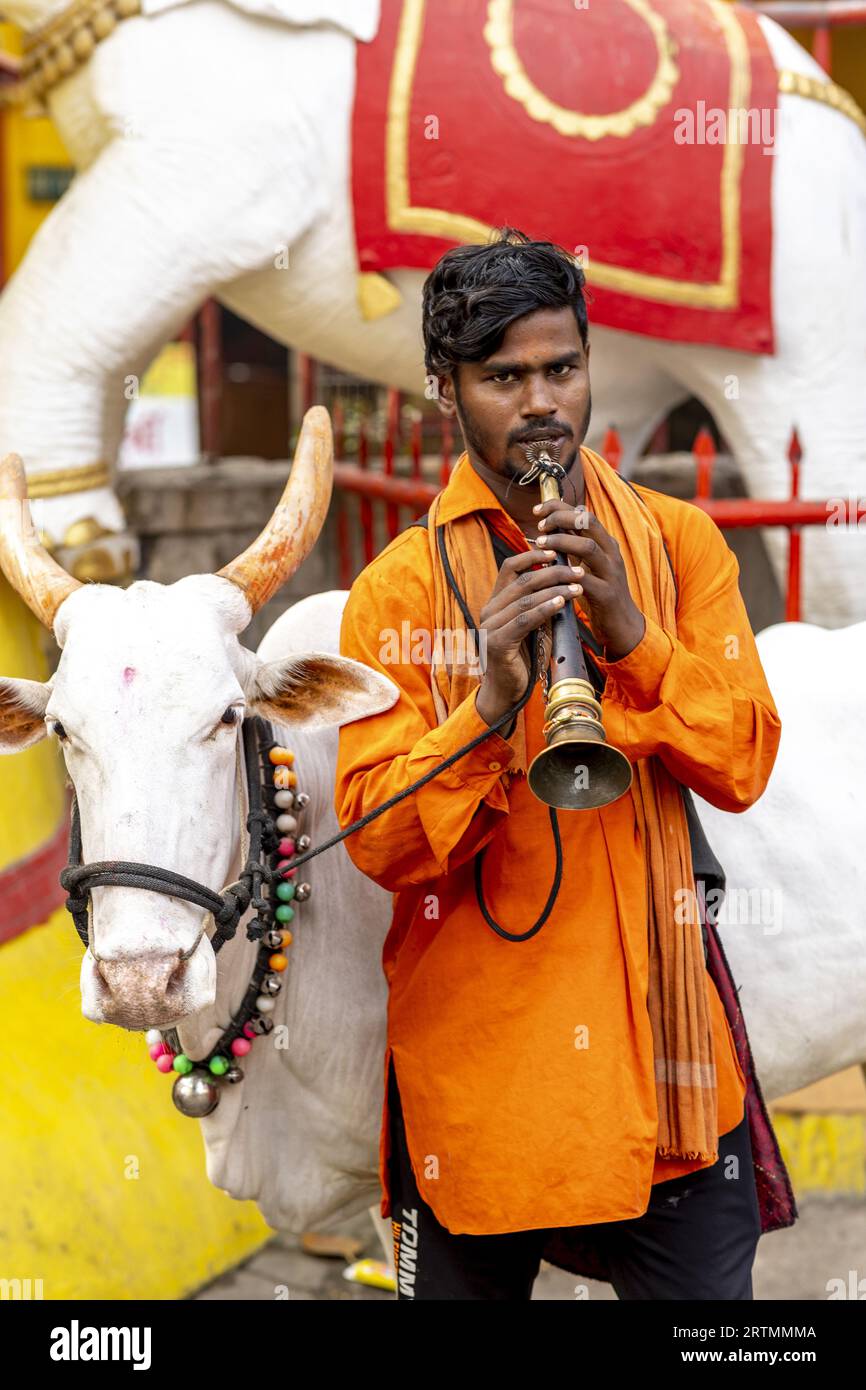 Musician with cow outside a temple in Juhu, Mumbai, India Stock Photo ...
