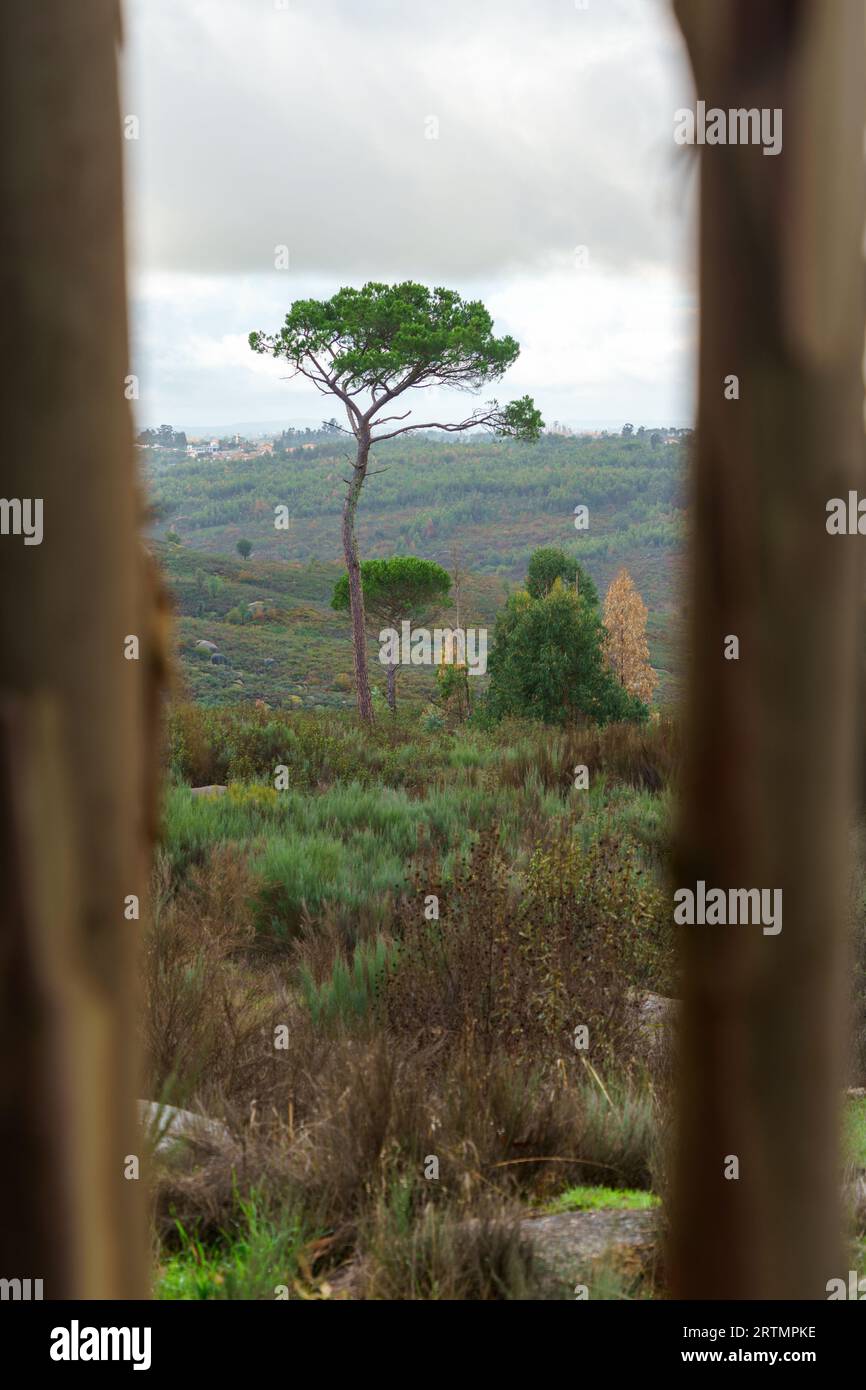 Scrub pine tree hi-res stock photography and images - Alamy
