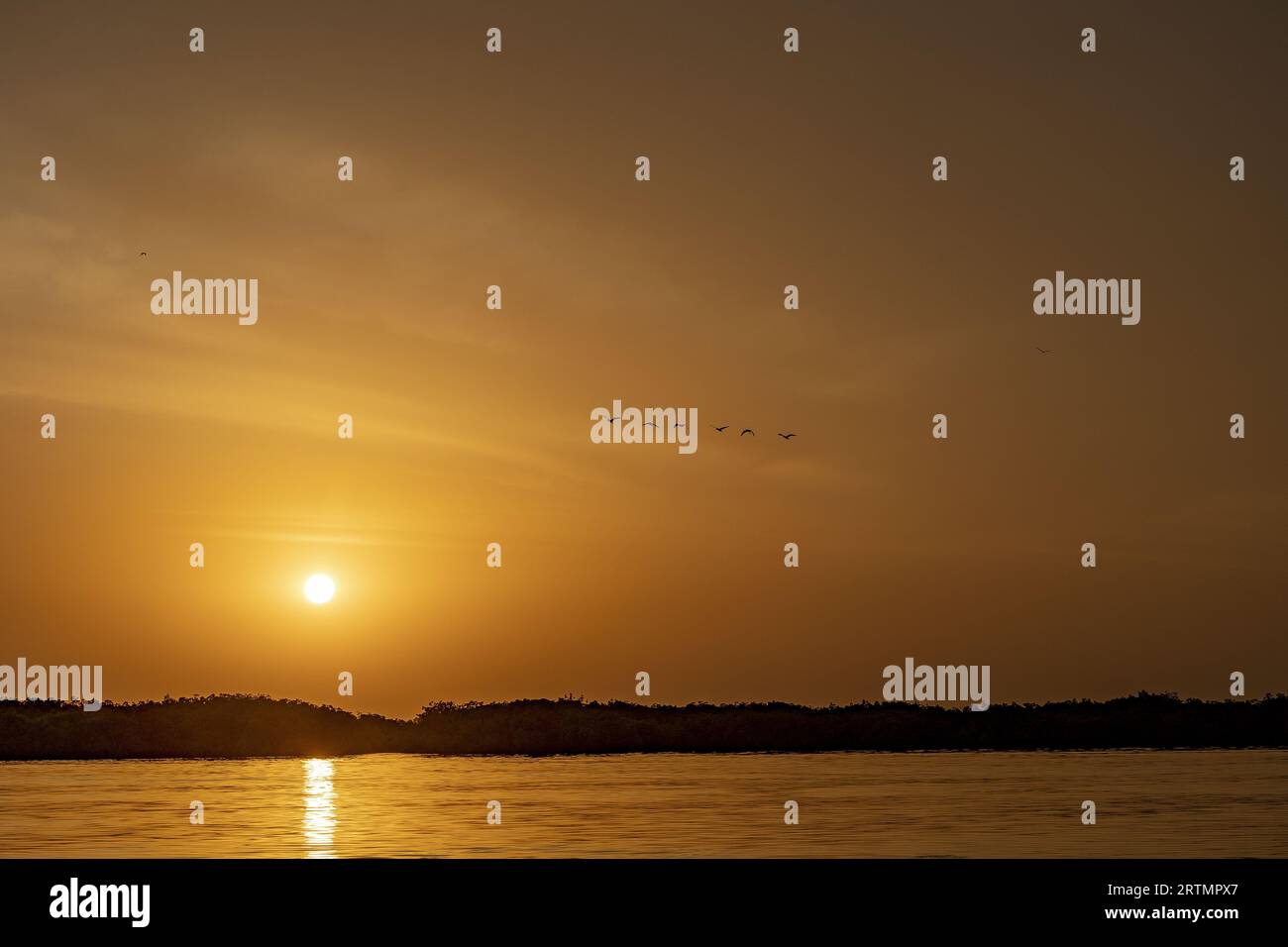 Birds flying over the Saloum river delta in Senegal Stock Photo - Alamy