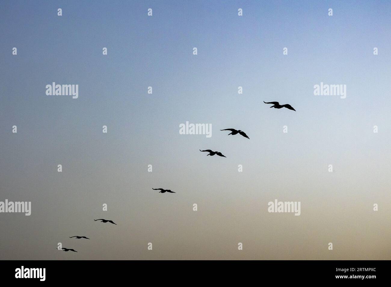 Birds flying over the Saloum river delta in Senegal Stock Photo - Alamy