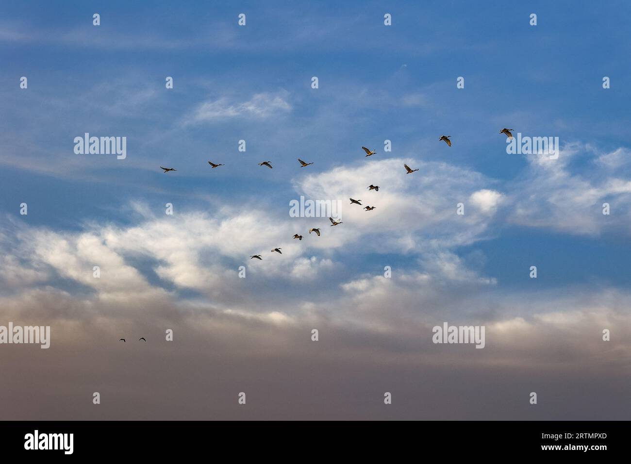 Birds flying over the Saloum river delta in Senegal Stock Photo - Alamy
