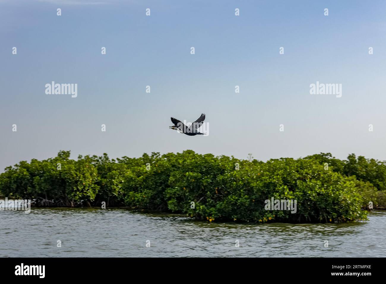 Oiseau afrique hi-res stock photography and images - Alamy