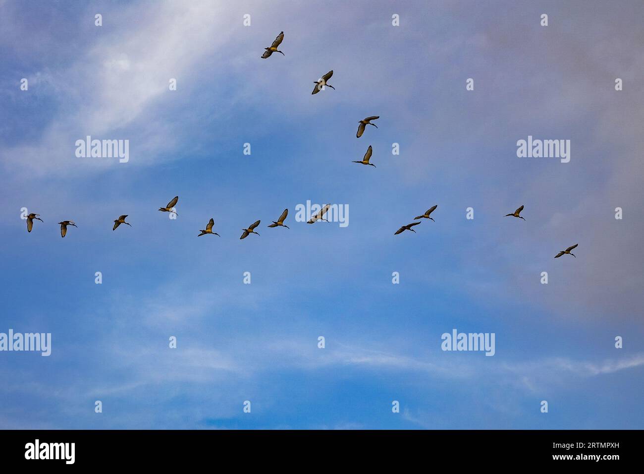Birds flying over the Saloum river delta in Senegal Stock Photo - Alamy