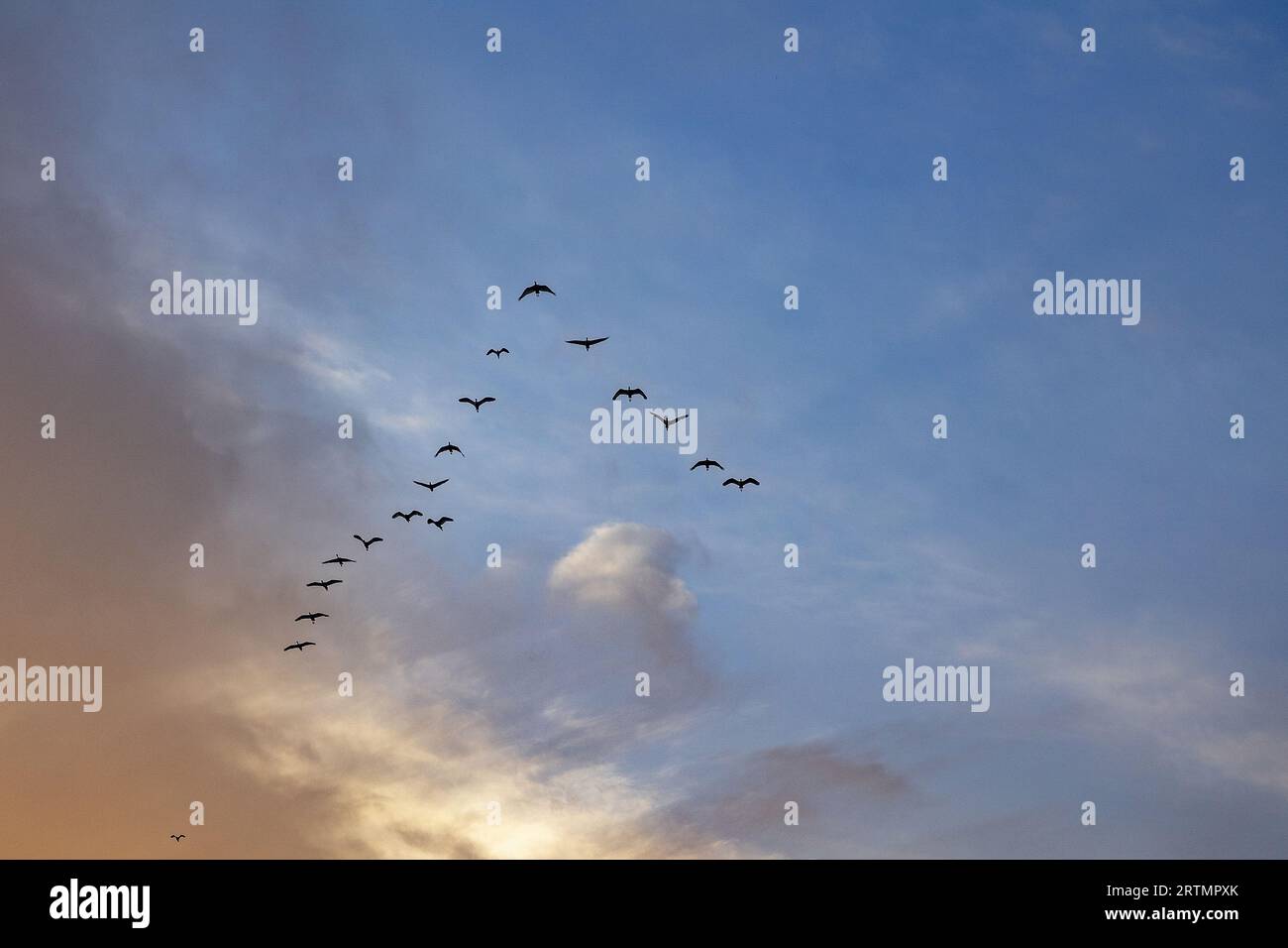 Birds flying over the Saloum river delta in Senegal Stock Photo - Alamy