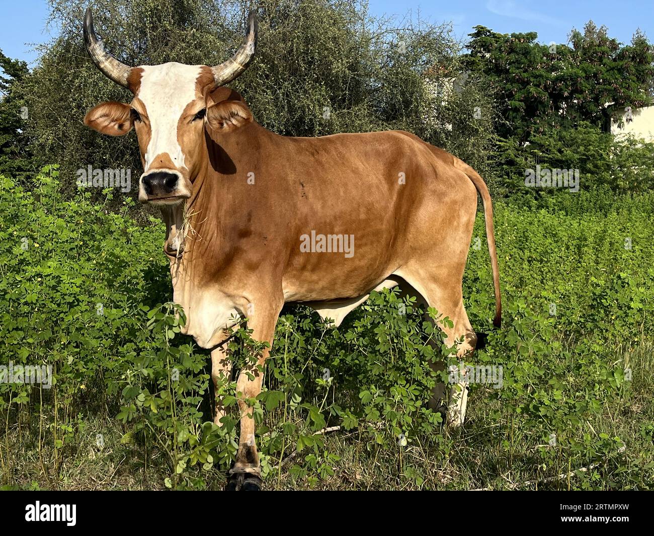Cow grazing in Fatick, Senegal Stock Photo - Alamy