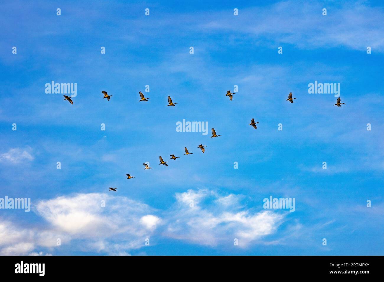 Birds flying over the Saloum river delta in Senegal Stock Photo - Alamy