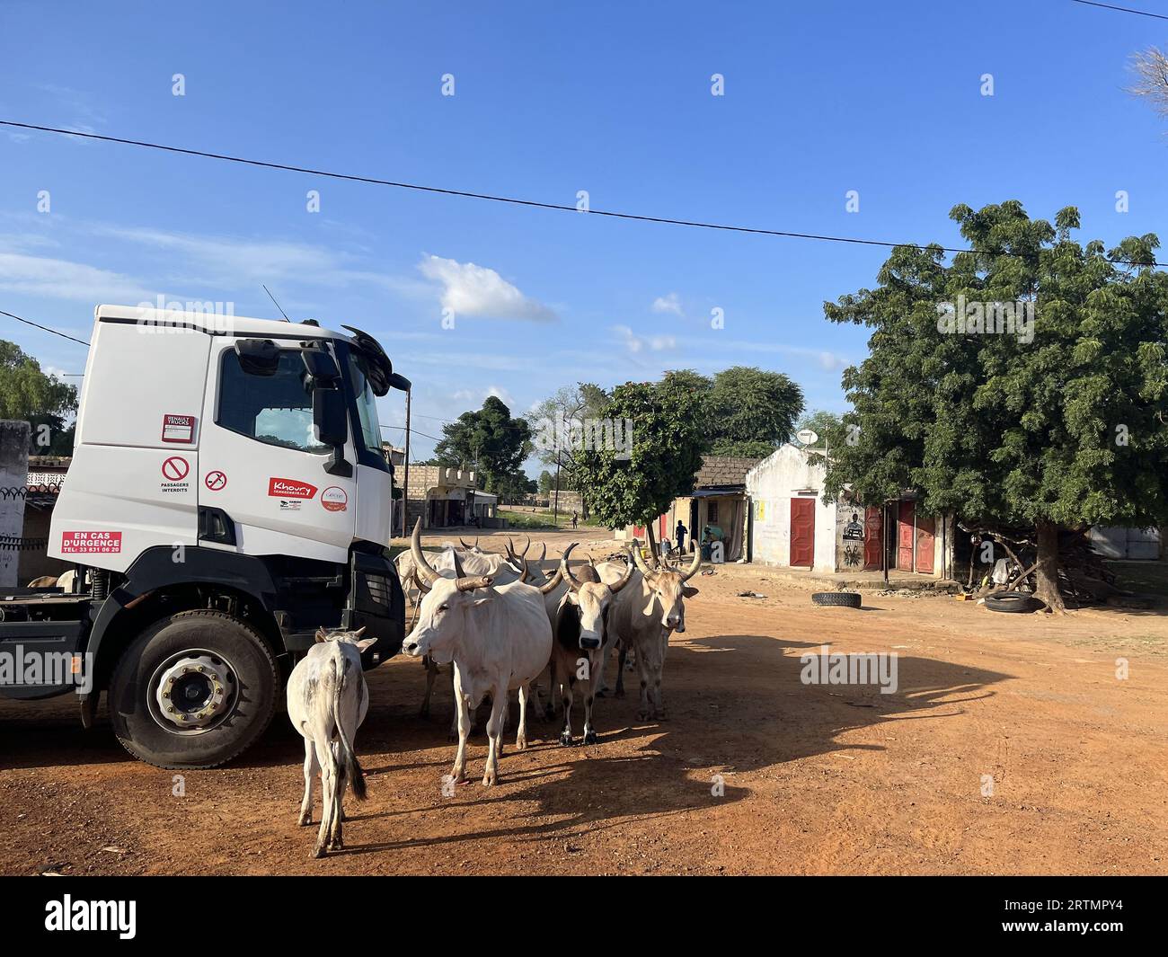 Troupeau de buffle hi-res stock photography and images - Alamy