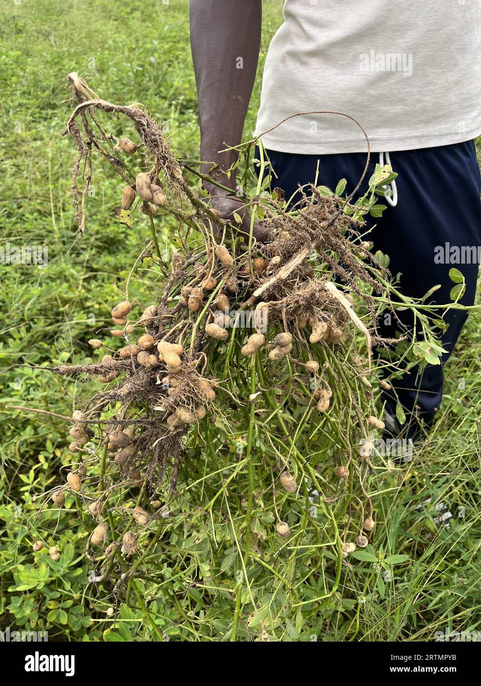 Peanuts senegal hi-res stock photography and images - Alamy