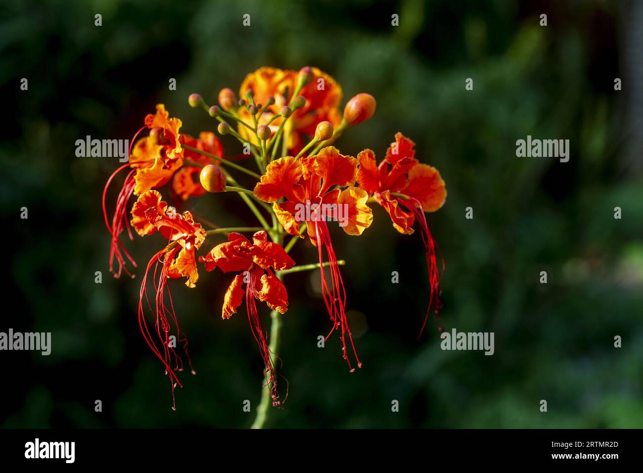 Garden senegal hi-res stock photography and images - Alamy